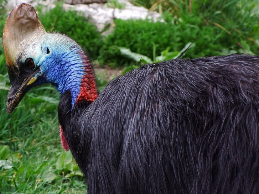 UCCELLI: IL CASUARIO, UN GIGANTE CON L'ELMO, MOLTO PERICOLOSO
