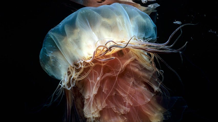 LA MEDUSA CRINIERA DI LEONE ( CYANEA CAPILLATA)