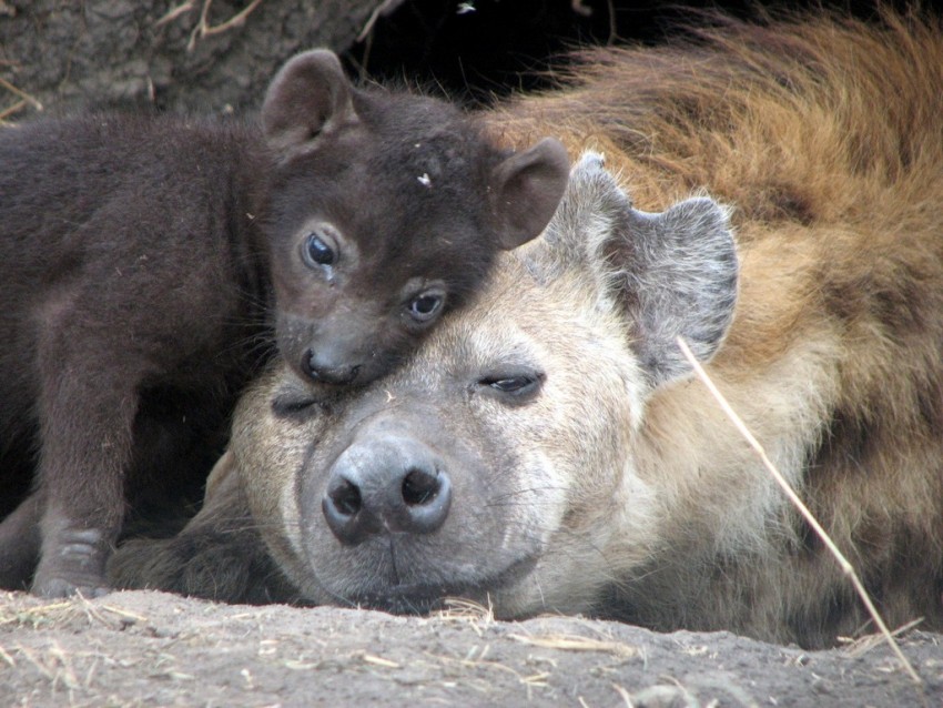 LA IENA, LO SPAZZINO DELLE SAVANE