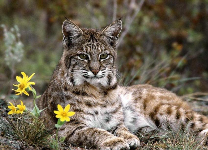 LA LINCE EUROPEA O LINCE EURASIATICA [SCHEDA E FOTO]