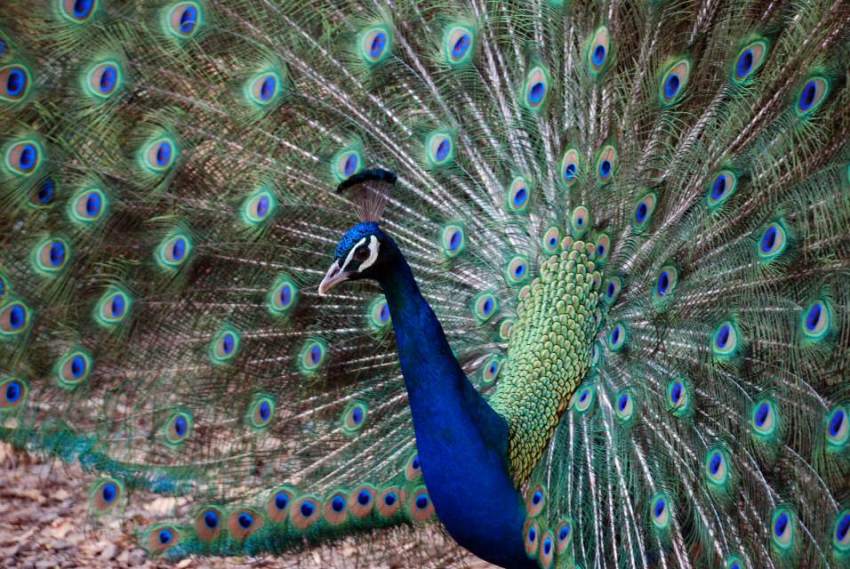 IL PAVONE O PAVONE BLU [ALLEVAMENTO, SCHEDA E FOTO]