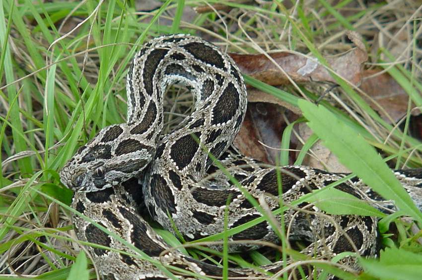 LA VIPERA DI RUSSEL, IL SERPENTE PIÙ LETALE AL MONDO