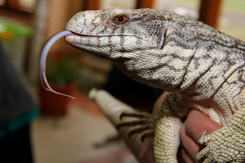 IL VARANO GIGANTE, IL PIÙ GRANDE DELL'AUSTRALIA
