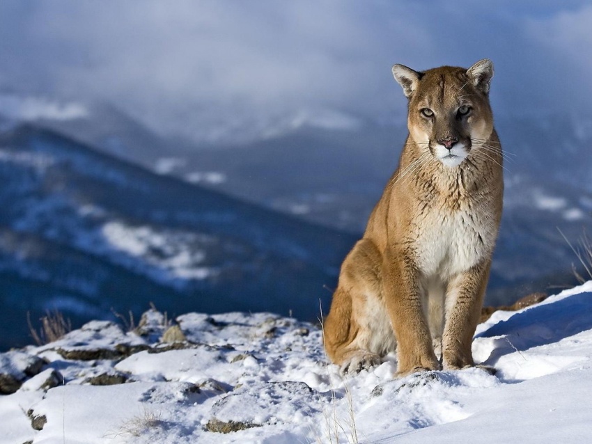 IL PUMA O COGUARO O LEONE DI MONTAGNA [CURIOSITÀ, FOTO E VIDEO]