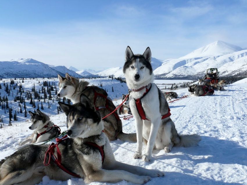 IL CANE HUSKY, CANE DI TAGLIA MEDIA: CARATTERISTICHE E QUALITÁ (FOTO)