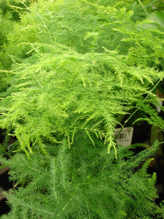L'ASPARAGINA SETACEUS, PIANTA ORNAMENTALE
