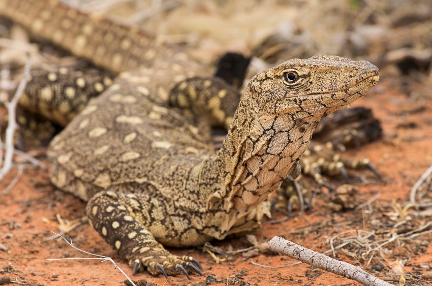 IL VARANO GIGANTE, IL PIÙ GRANDE DELL'AUSTRALIA