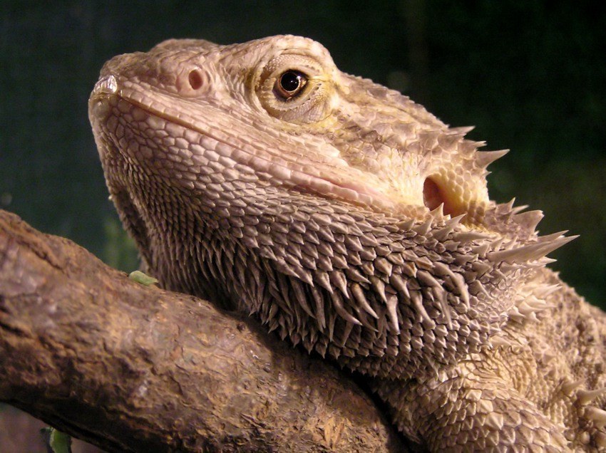 IL DRAGO BARBUTO DALLA TESTA STRIATA, IL POGONA VITTICEPS