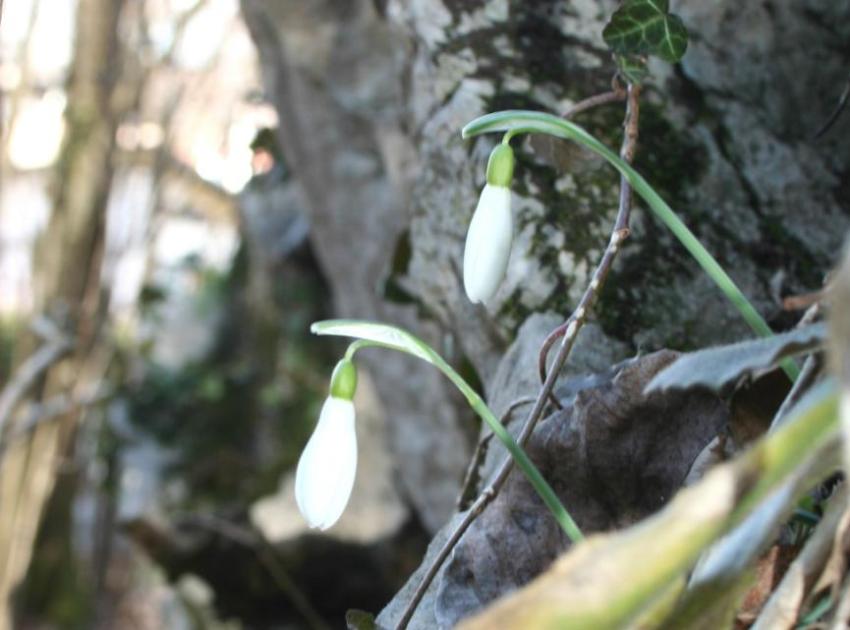 IL BUCANEVE, FIORE CANDIDO DELLA SPERANZA