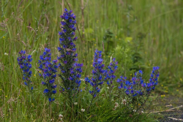 L'ECHIUM VULGARE O VIPERINA AZZURRA - ERBA VIPERINA, PIANTA CURATIVA (FOTO)