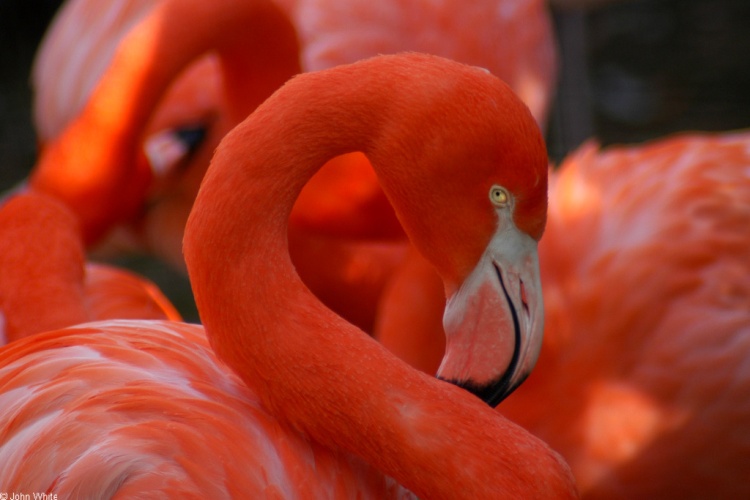 IL FENICOTTERO, PHOENICOPTERUS [CURIOSITÀ, FOTO E VIDEO]
