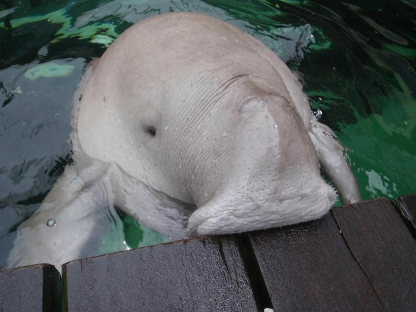 IL DUGONGO UN ANIMALE ACQUATICO A RISCHIO D'ESTINZIONE