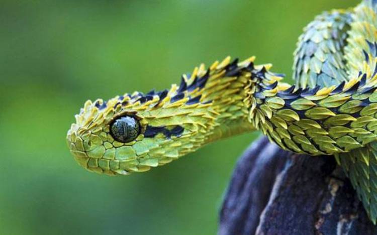 GLI ANIMALI PIÙ STRANI DEL MONDO