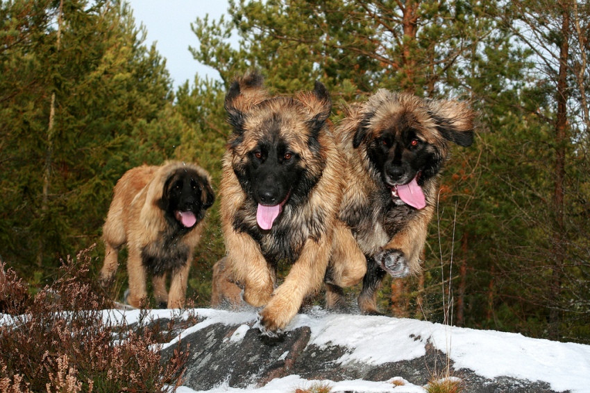 IL LEONBERGER, CANE DI TAGLIA GRANDE: CARATTERISTICHE E QUALITÁ (FOTO)