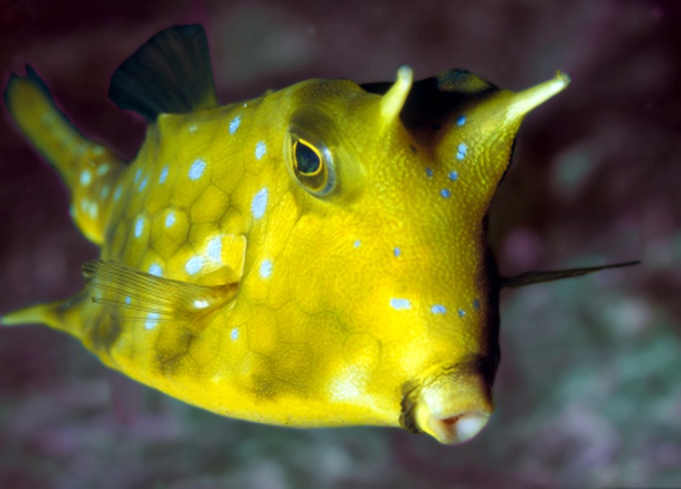 IL PESCE SCATOLA CORNUTO O LACTORIA CORNUTA