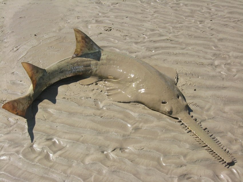 IL PESCE SEGA O PRISTIDAE, CURIOSITÀ E FOTO