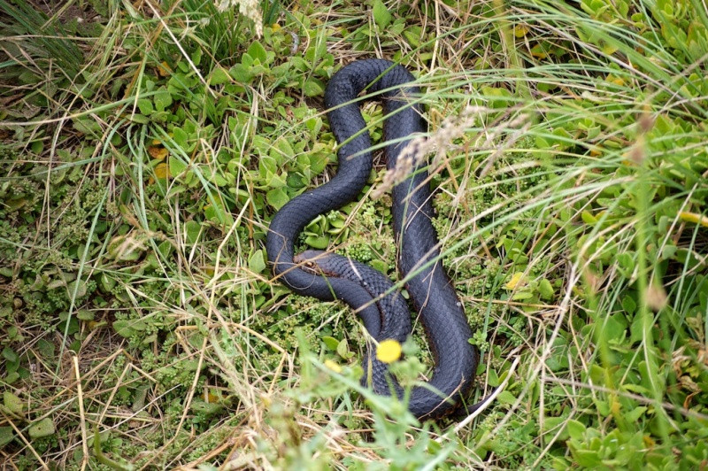Il mamba nero, il rettile più velenoso, pericoloso e veloce del mondo