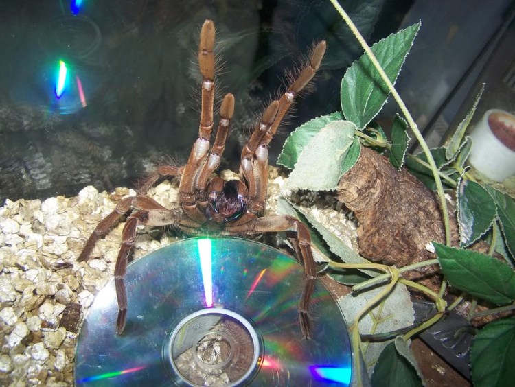 LA TARANTOLA GOLIA, IL RAGNO PIÙ GRANDE DEL MONDO [FOTO]