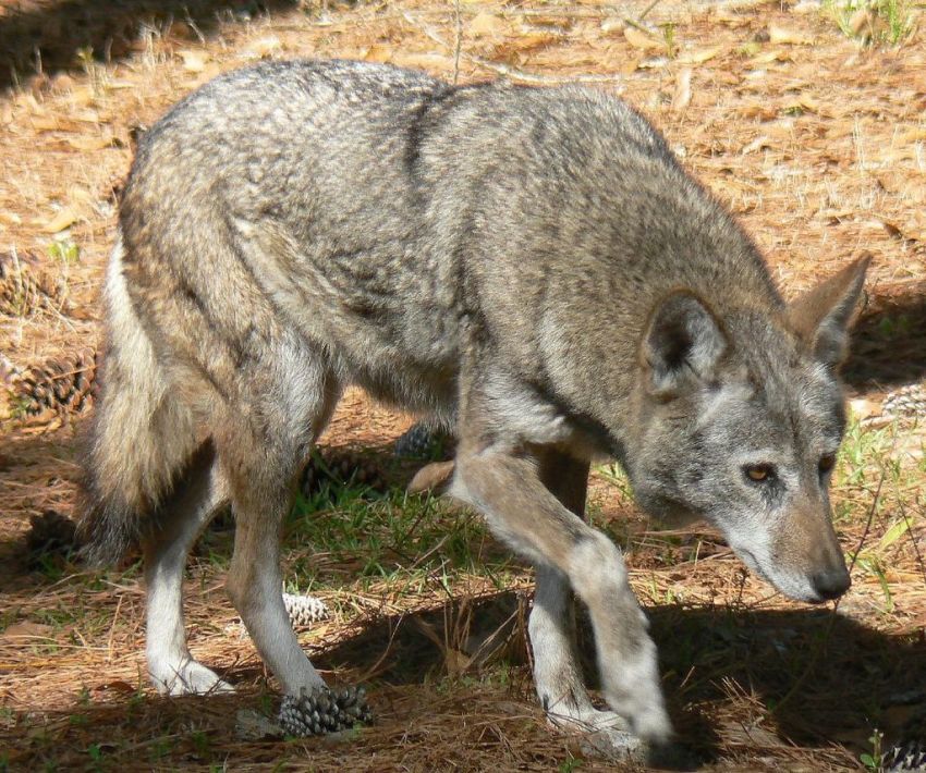 IL LUPO ROSSO: CANIS RUFUS, UNA DELLE SPECIE SOPRAVVISSUTA ALL'ERA GLACIALE