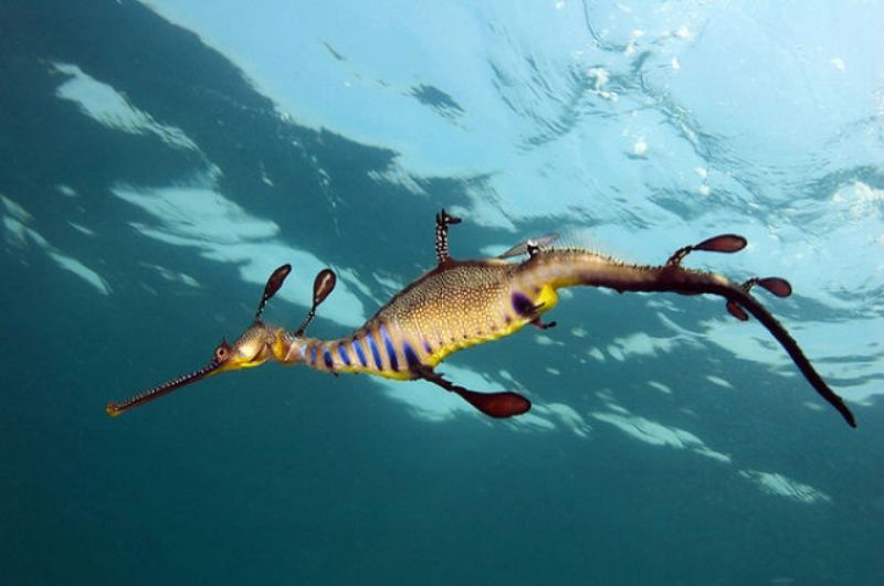 IL CAVALLUCCIO MARINO O HIPPOCAMPUS [TUTTE LE SPECIE, INFO, FOTO E VIDEO]
