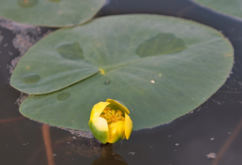 IL NUPHAR, UN FIORE ACQUATICO BELLISSIMO E DECORATIVO