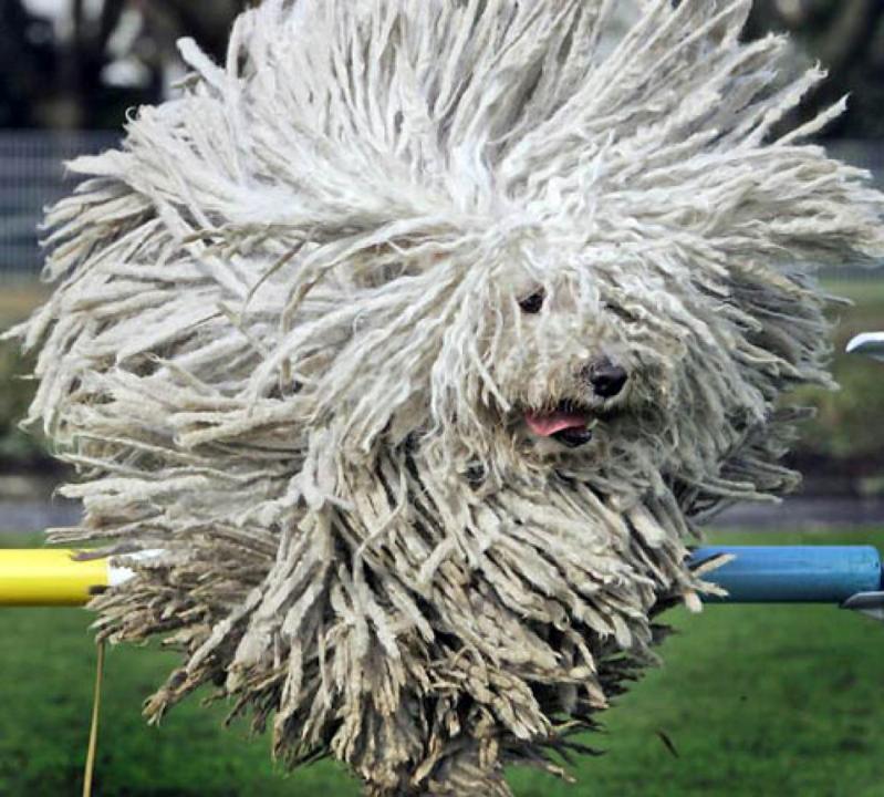 IL CANE KOMONDOR, CANE DI TAGLIA GRANDE: CARATTERISTICHE E QUALITÁ (FOTO)