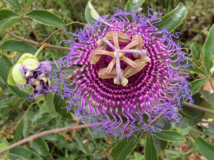 BRASILE: IL CERRADO, UNA GRANDE SAVANA PIENA DI FLORA E FAUNA