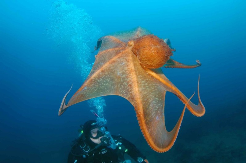 IL POLPO: OCTOPUS O PIOVRA [CURIOSITÀ, FOTO E VIDEO]