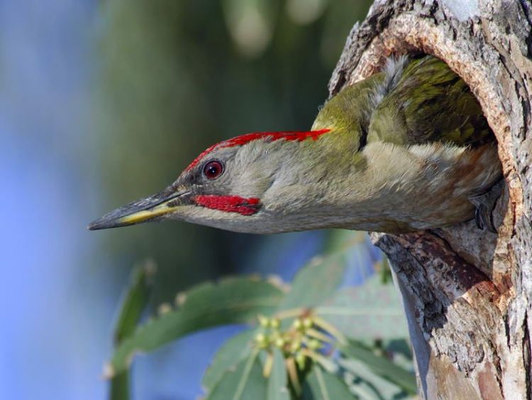 IL PICCHIO [CURIOSITÀ, FOTO E VIDEO]