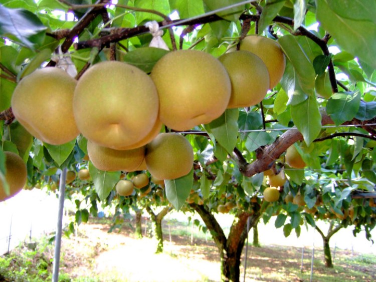 IL NASHI O NAKAI, DAL FRUTTO CONOSCIUTO COME MELA-PERA