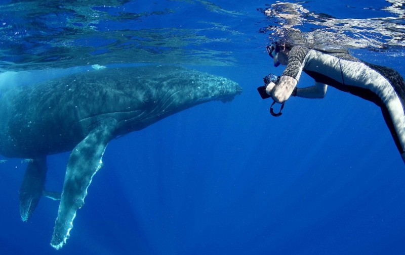 LE BALENE: FOTO, VIDEO, INFO E CURIOSITÀ