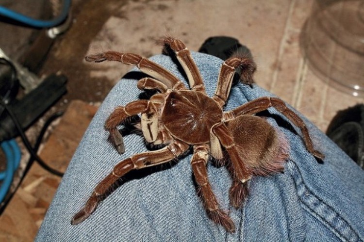 LA TARANTOLA GOLIA, IL RAGNO PIÙ GRANDE DEL MONDO [FOTO]