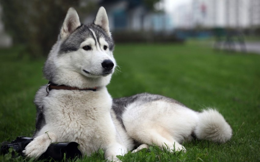 IL CANE HUSKY, CANE DI TAGLIA MEDIA: CARATTERISTICHE E QUALITÁ (FOTO)