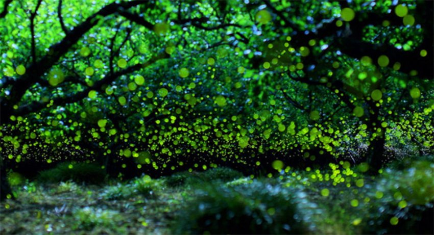 LA LUCCIOLA, LA MAGIA DI QUESTO STRAORDINARIO INSETTO