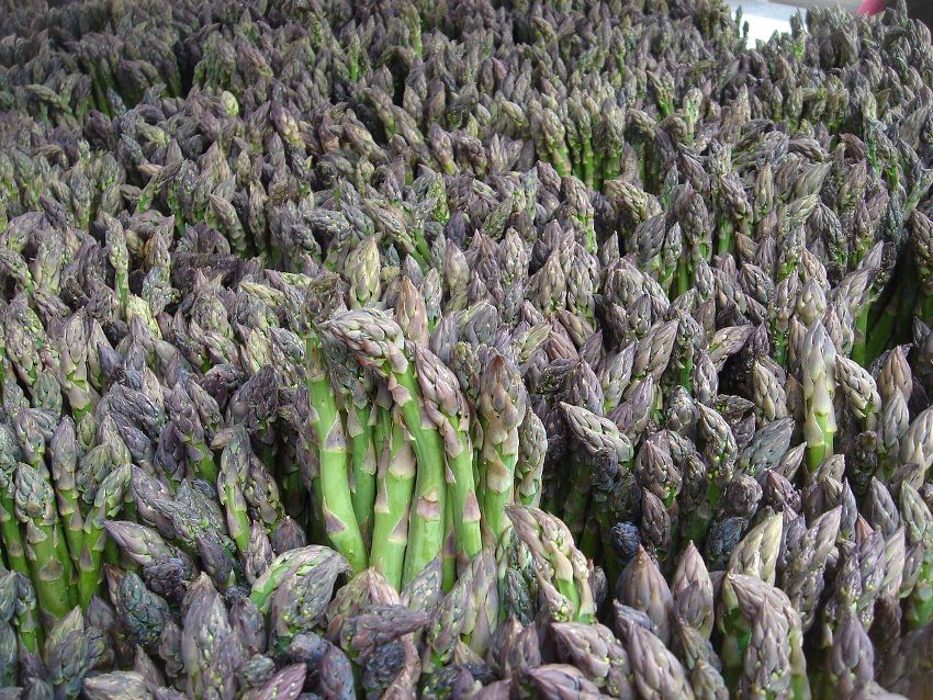 L'ASPARAGO O ASPARAGIO: PROPRIETA' NUTRITIVE E CONSIGLI SUL CONSUMO