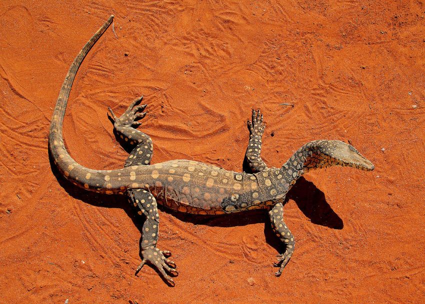 IL VARANO GIGANTE, IL PIÙ GRANDE DELL'AUSTRALIA