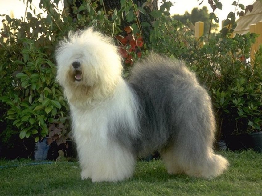 IL BOBTAIL, CANE DI TAGLIA GRANDE: CARATTERISTICHE E QUALITÁ (FOTO)