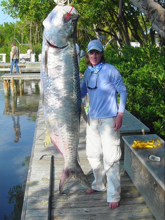 IL PESCE TARPONE, MEGALOPS ATLANTICUS