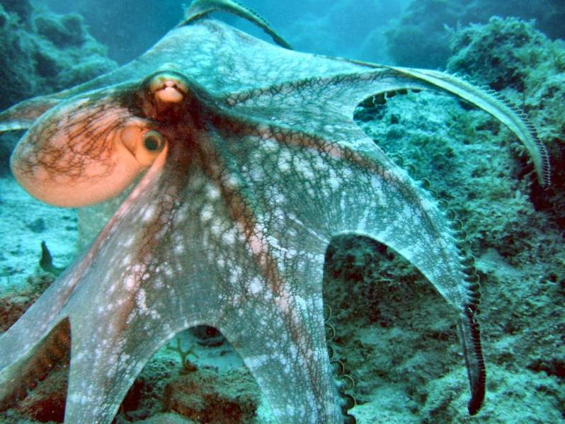IL POLPO: OCTOPUS O PIOVRA [CURIOSITÀ, FOTO E VIDEO]