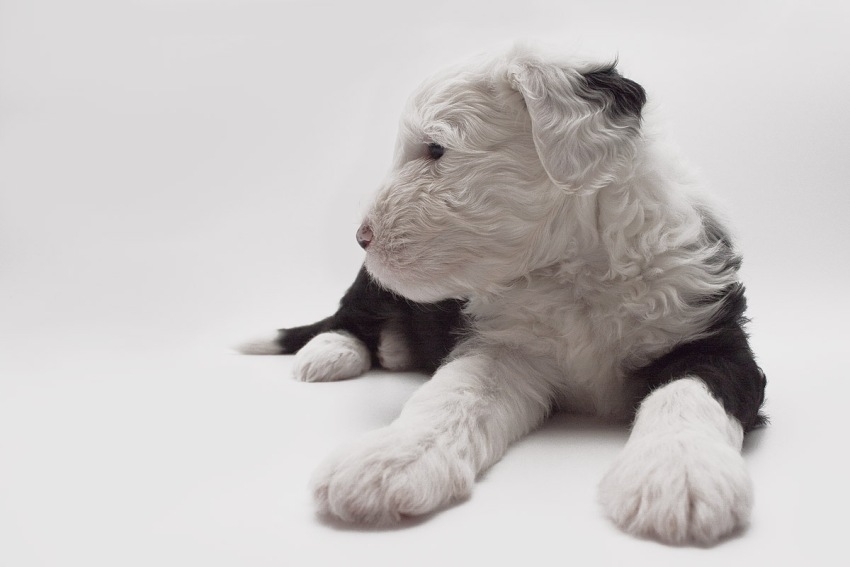 IL BOBTAIL, CANE DI TAGLIA GRANDE: CARATTERISTICHE E QUALITÁ (FOTO)