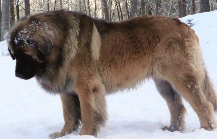 IL LEONBERGER, CANE DI TAGLIA GRANDE: CARATTERISTICHE E QUALITÁ (FOTO)