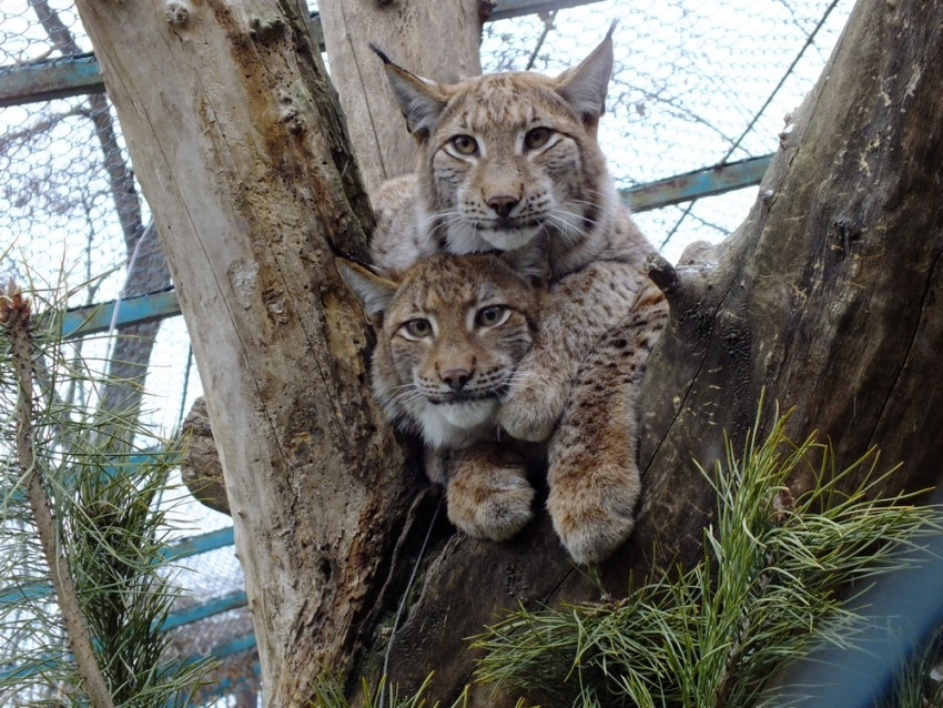 LA LINCE EUROPEA O LINCE EURASIATICA [SCHEDA E FOTO]
