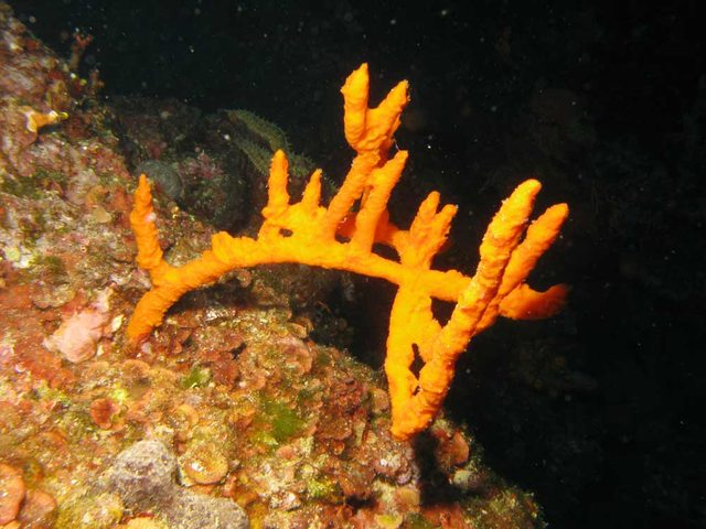 I PORIFERI O SPUGNE DI MARE, FOTO, VIDEO, INFO E CURIOSITÀ