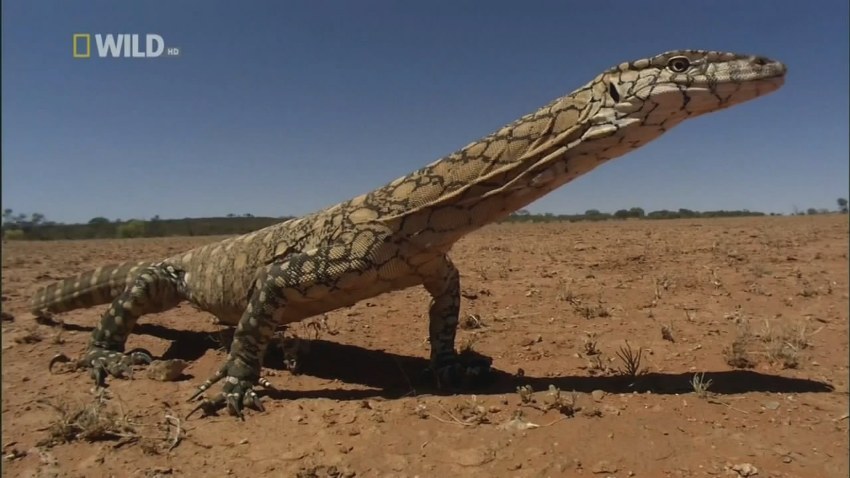 IL VARANO GIGANTE, IL PIÙ GRANDE DELL'AUSTRALIA