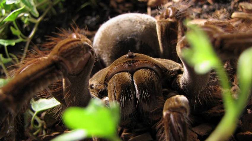 LA TARANTOLA GOLIA, IL RAGNO PIÙ GRANDE DEL MONDO [FOTO]