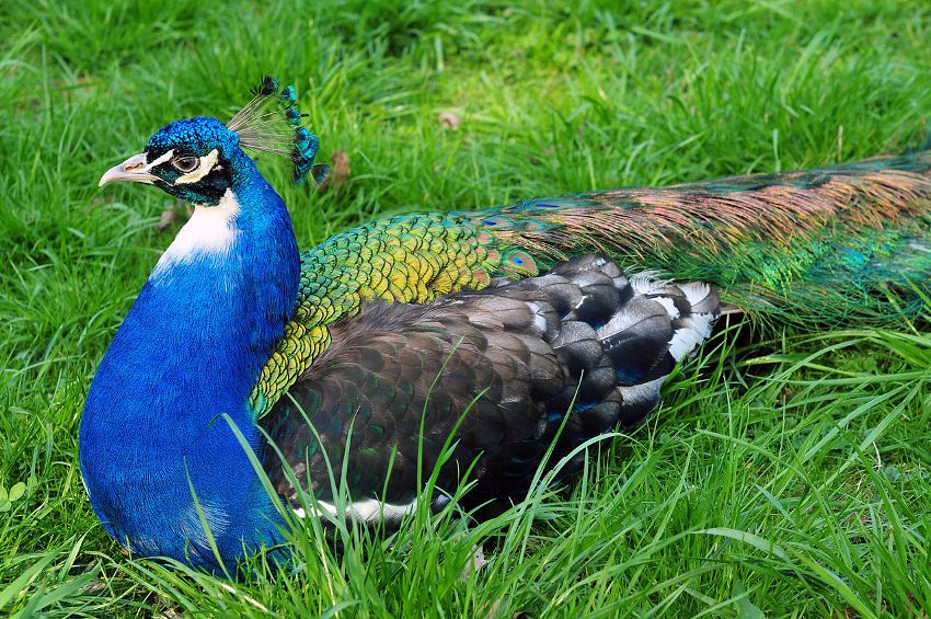 IL PAVONE O PAVONE BLU [ALLEVAMENTO, SCHEDA E FOTO]