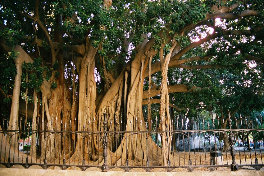IL FICUS MACROPHYLLA, UN ALBERO MAESTOSO SEMPREVERDE
