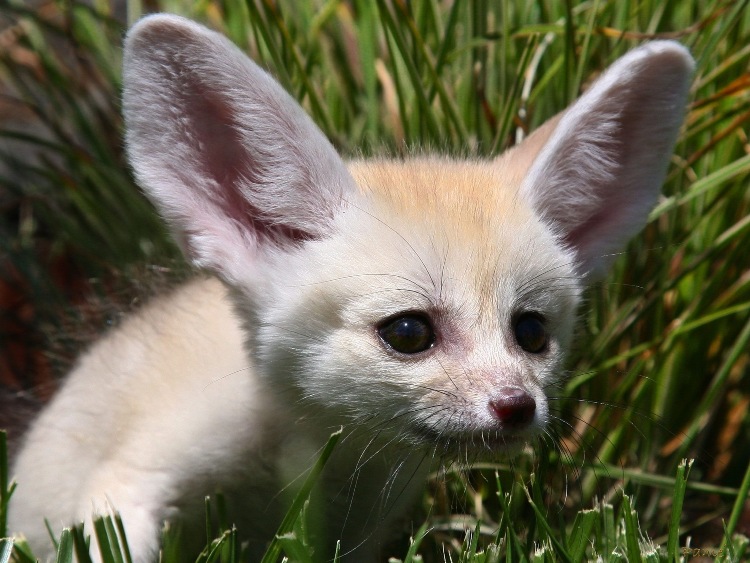 Il fennec: la piccola volpe del deserto