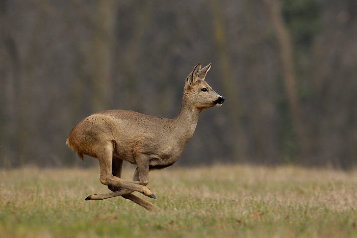 Capreolus capreolus: Il capriolo