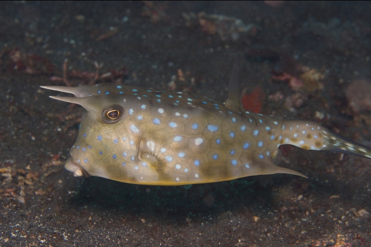 IL PESCE SCATOLA CORNUTO O LACTORIA CORNUTA